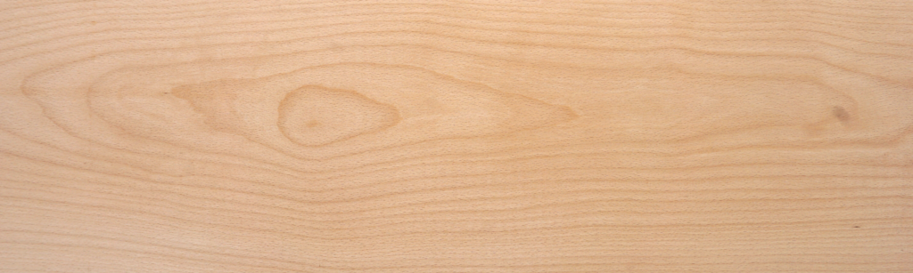 European Beech - OHC